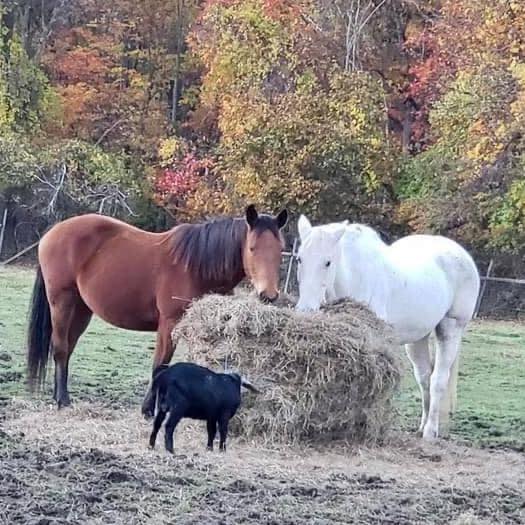 Spirit of the Horse Stables - Waterbury, CT | FarmZenda