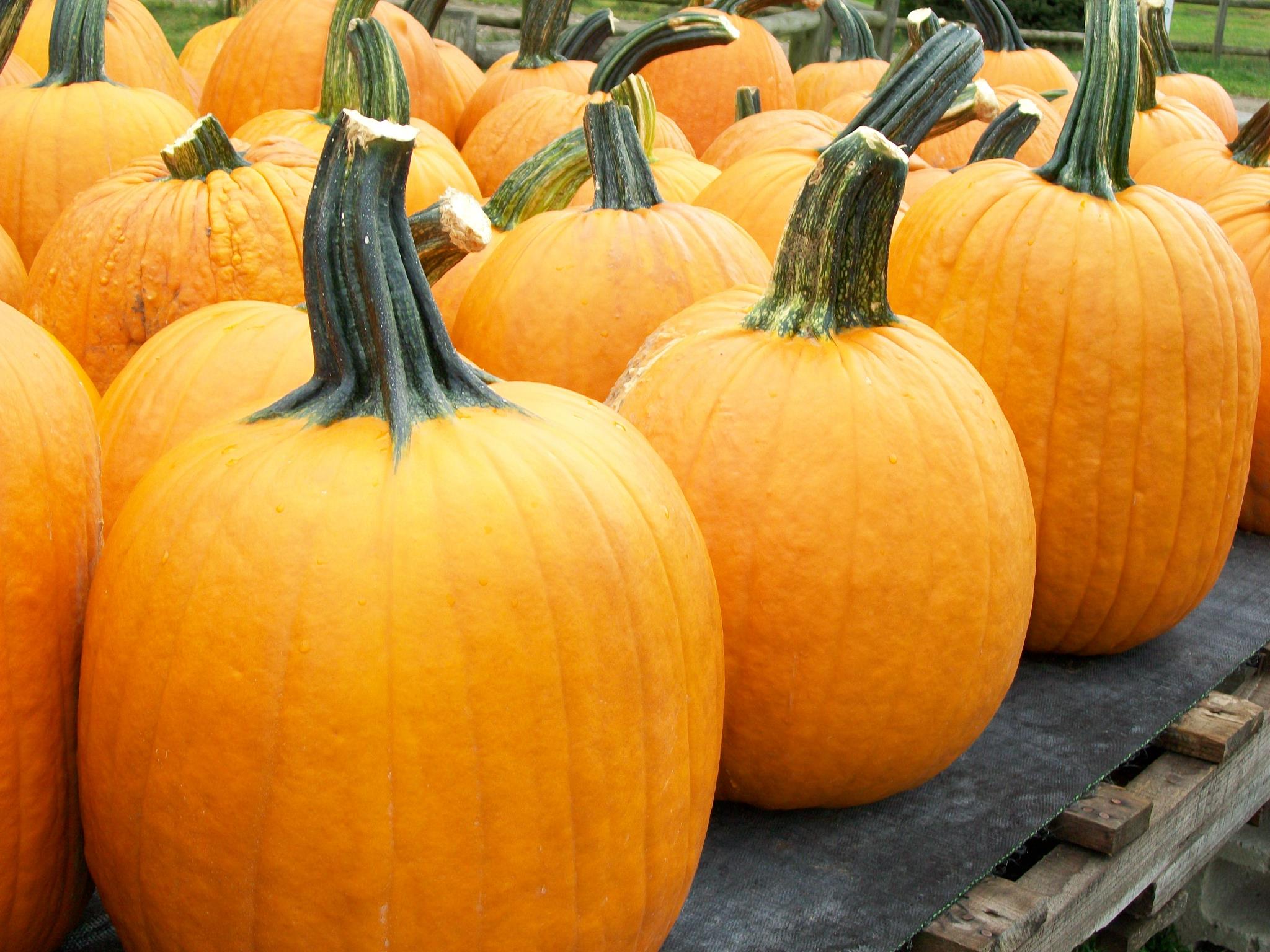 Wards Berry Farm - Sharon, MA | FarmZenda
