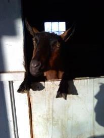 Loud House Farm - Kansas City, MO | FarmZenda